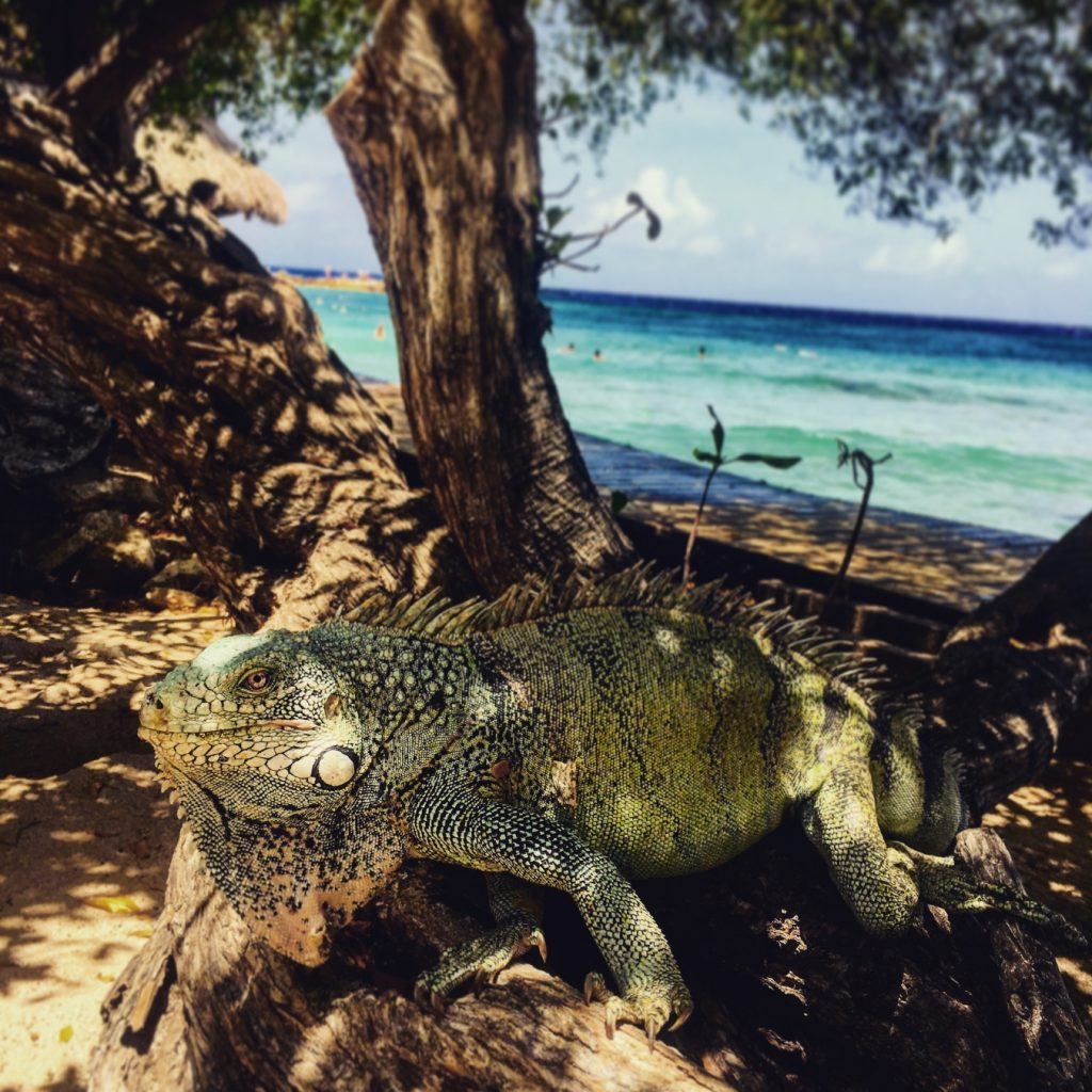 Curaçao: The Hidden Island Escape You Need To Visit - Love Snooty